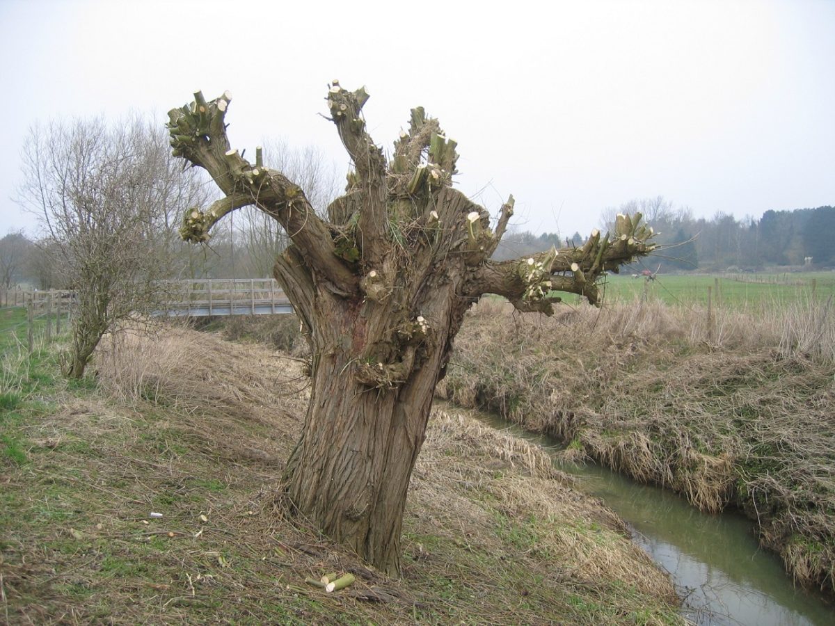52. pollarded willow – Halesworth Millennium Green